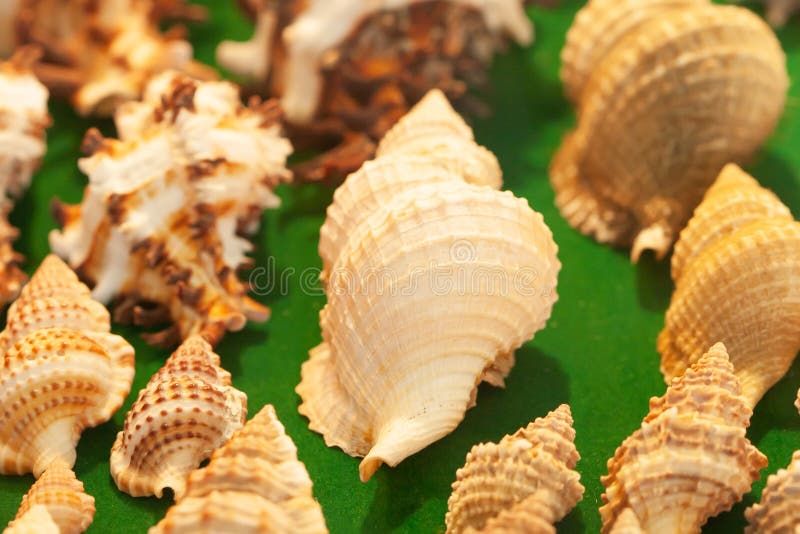 Top View of Conch Shells on Green Velvet. Soft Lighting. Close Up ...