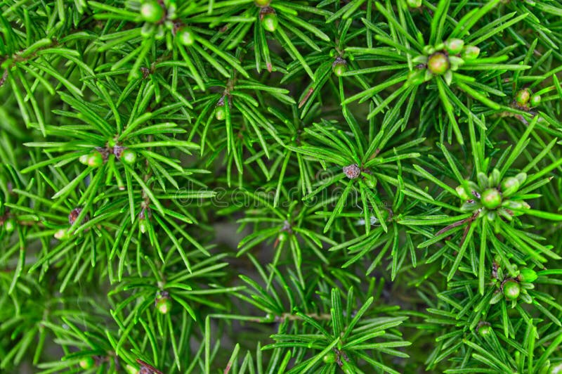 Conifer needles stock image. Image of close, textures - 4308591