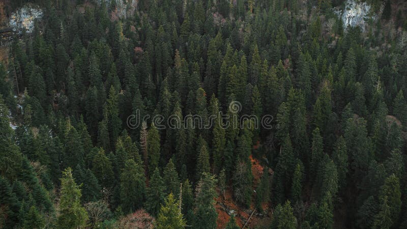 Top View of the Coniferous Forest. Stock Photo - Image of wilderness ...