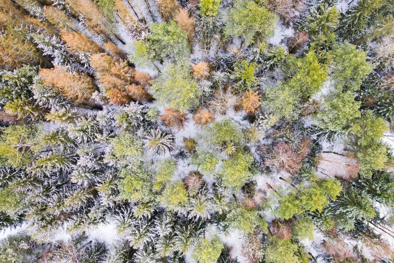 Top View of Coniferous Forest Stock Image - Image of scene, outdoor ...