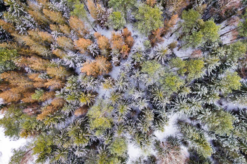 Top View of Coniferous Forest Stock Image - Image of trees, drone ...