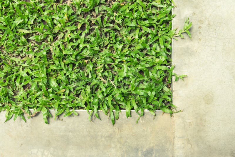 Top View Contrast Cement Walk Path and Grass Land Stock Photo - Image ...