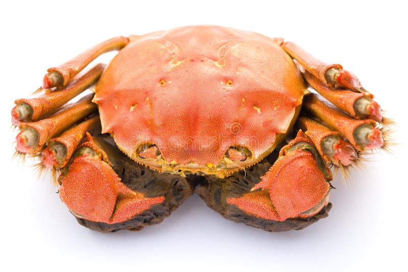 Crabs stock image. Image of claws, crab, spice, maryland - 26419625