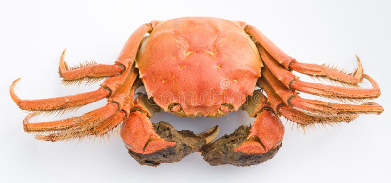 Top View Cooked Crab Stock Images - Download 1,657 Royalty Free Photos