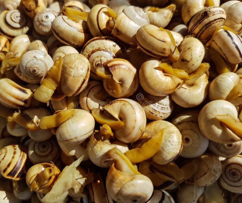 Top view of cooked snails stock image. Image of healthy - 189975199