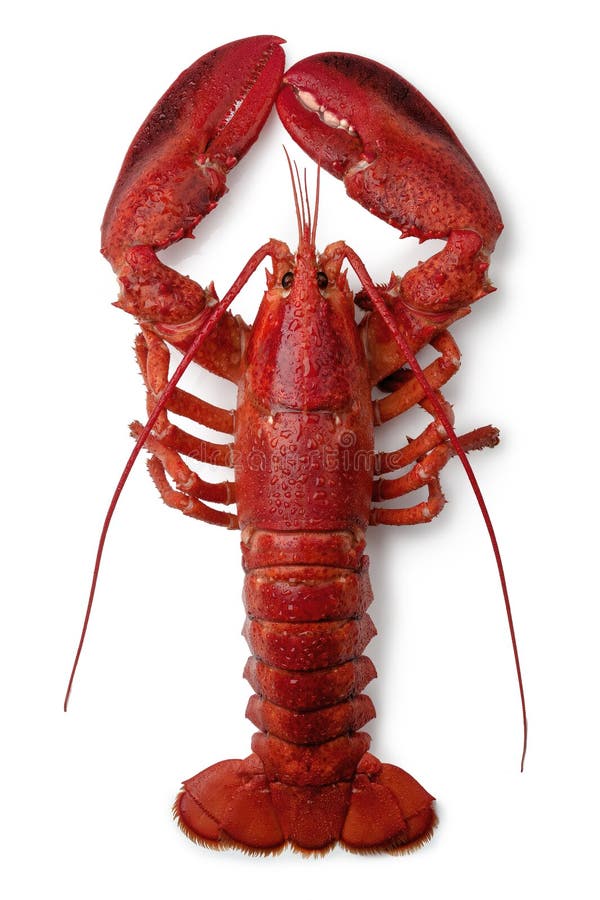 Top View of Cooked Whole Lobster Stock Image - Image of gourmet ...