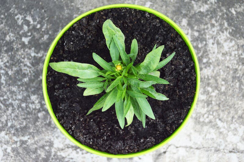 Top View of Coreopsis Grandiflora Growing in the Pot Stock Photo ...