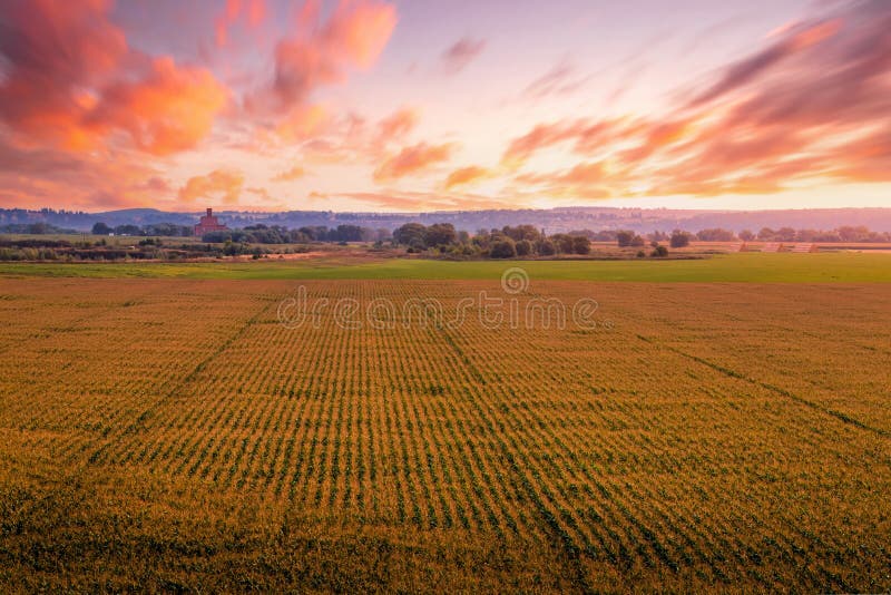 Top View of the Corn Field at Sunset or Sunrise with a Cloudy Sky Stock ...