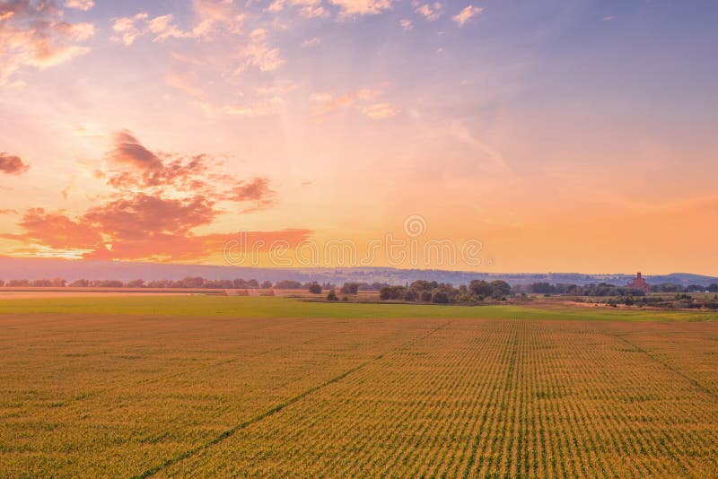 Top View of the Corn Field at Sunset or Sunrise with a Cloudy Sky Stock ...
