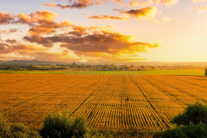 Top View of the Corn Field at Sunset or Sunrise with a Cloudy Sky Stock ...