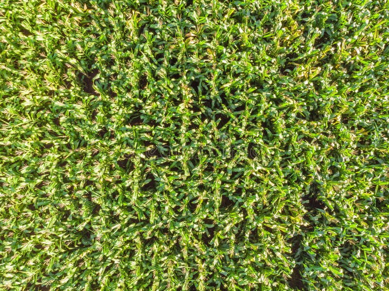 Top View of the Corn Field at Sunset or Sunrise with a Cloudy Sky Stock ...