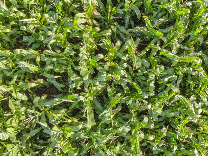 Top View of the Corn Field at Sunset or Sunrise with a Cloudy Sky Stock ...