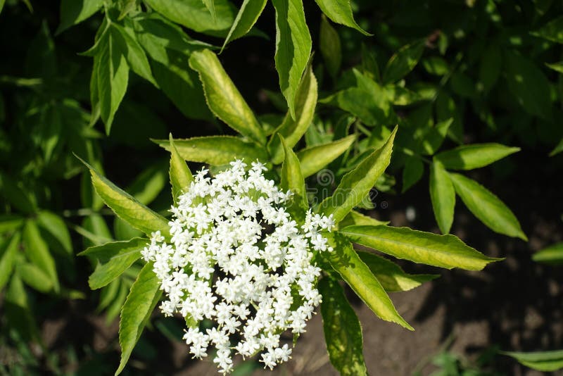 Top View of Corymb of White Flowers of Sambucus Nigra Stock Photo ...