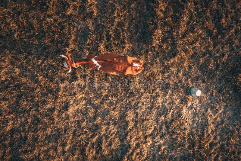 Top View of Cow in a Fields Stock Photo - Image of agribusiness, orange ...