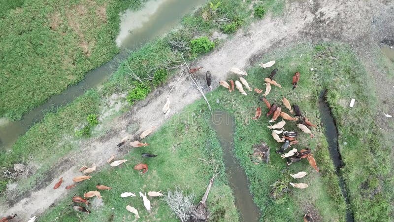 Top View Cows Get Together in the Farm Stock Footage - Video of life ...
