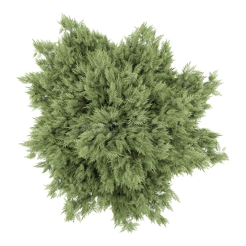 Top View of Willow Tree Isolated on White Stock Illustration ...