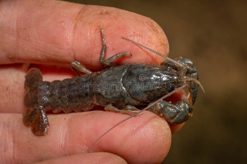 Top View of a Crayfish or Crawdad Stock Photo - Image of crabfish ... Top View of a Crayfish or Crawdad Stock Photo - Image of crabfish ...
