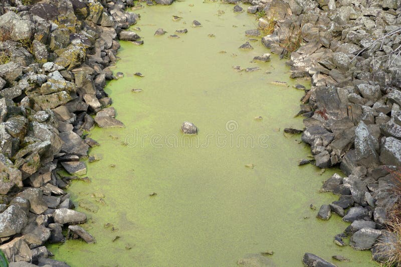 Top View of a Creek Covered with Green Algae Stock Image - Image of ...