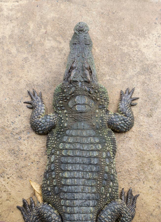 Top view Crocodile stock image. Image of wild, hunter - 24608509
