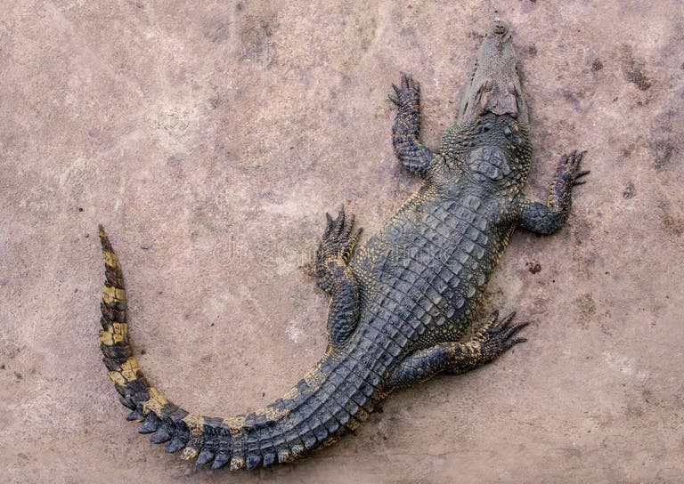 1,354 Alligator Top View Stock Photos - Free & Royalty-Free Stock ...