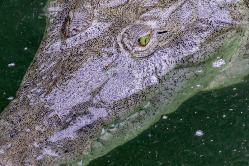 Alligator Swimming in Water, Top View Stock Photo - Image of crocodile ...