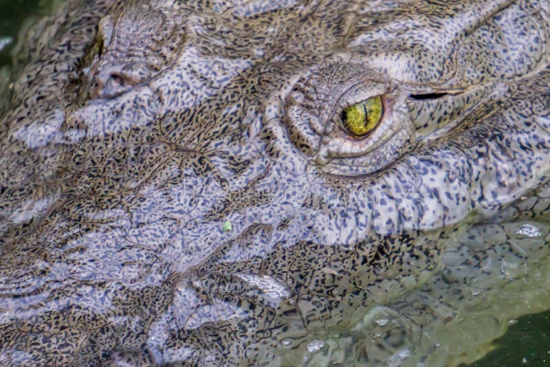Alligator Swimming in Water, Top View Stock Photo - Image of crocodile ...
