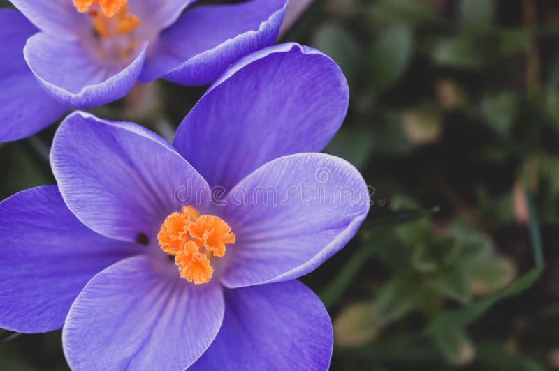 Top View of Crocus Sativus Flowers in the Field Stock Image - Image of ...