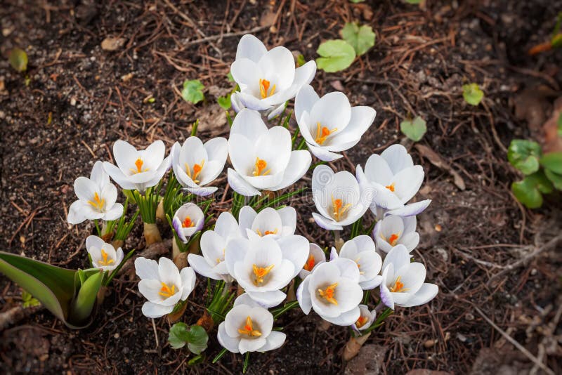 Top View of Crocuses Group Growing on the Meadow. Spring Blooming ...