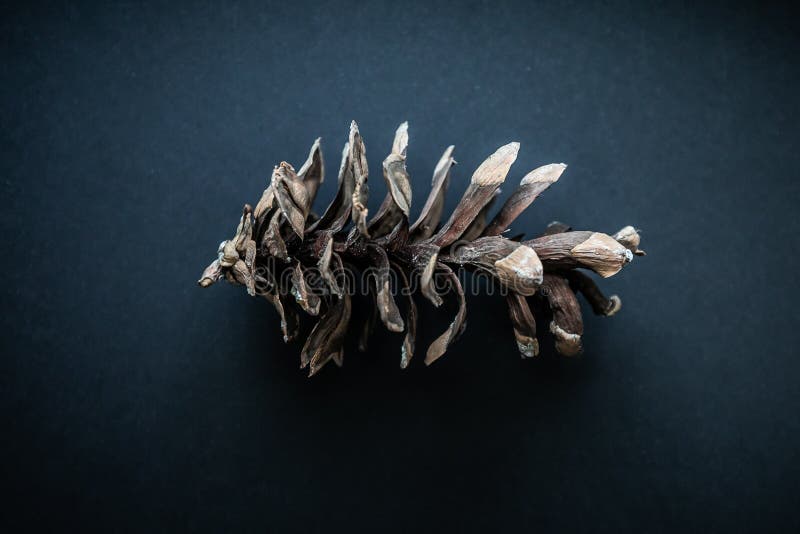 Crooked Pine Cone on a Dark Background Stock Image - Image of object ...