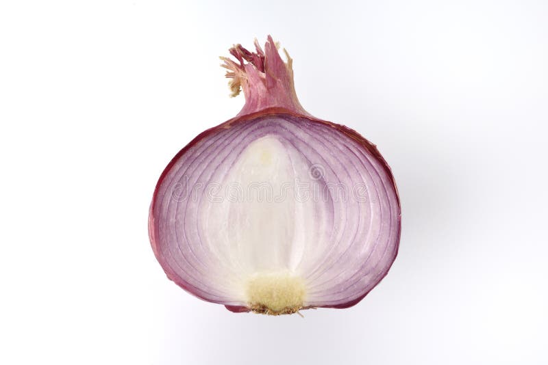 Top View of Cross Section of Onion Stock Photo - Image of white ...