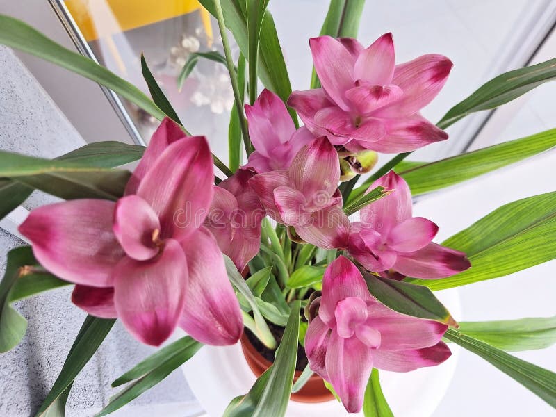 Top View of a Curcuma Bush with Pink Flowers Stock Photo - Image of ...