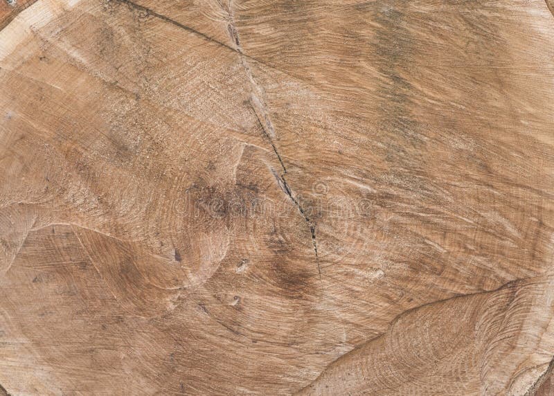 Top View of a Cut Oak Tree Trunk, Cool for a Background Stock Image ...