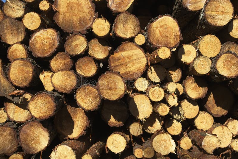 Top View of Cut Pine Tree Logs Pile Stacked Stock Photo - Image of ...