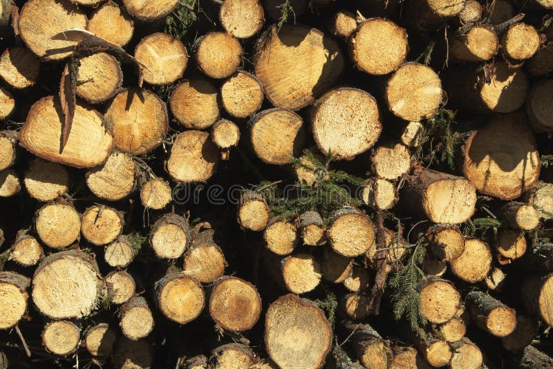 Top View of Cut Spruce Tree Logs Pile Stacked Stock Image - Image of ...