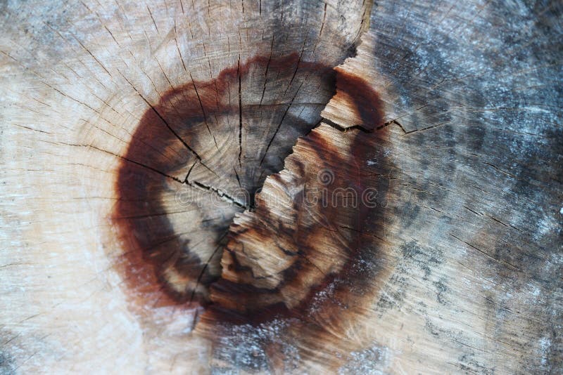 On the Top View, Cut the Tree, See the Marks that Make the Pattern ...