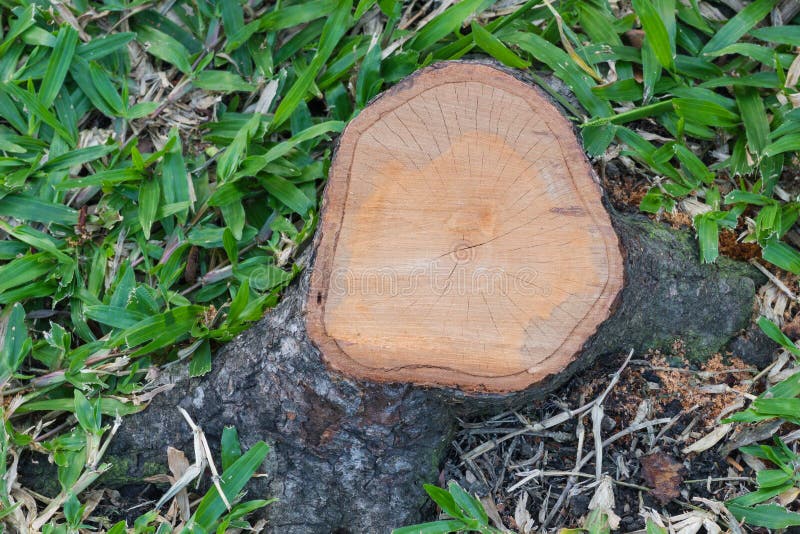Top View of a Cut Tree Stump Stock Image - Image of round, brown: 29010079