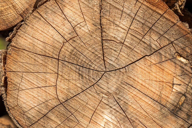 Top View of Cut Tree Stump on a Sunny Day Stock Photo - Image of timber ...