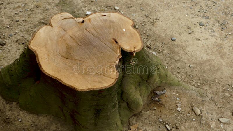 Top View of Cut Tree Stumps. Stock Footage - Video of motion, concept ...