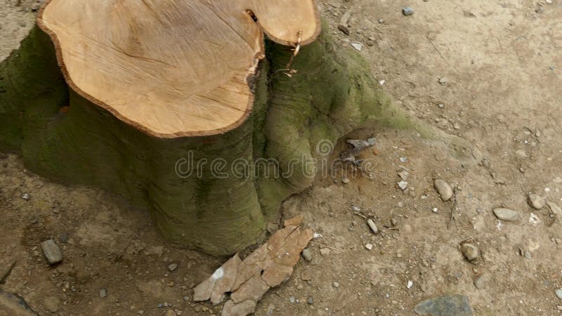 Top View of Cut Tree Stumps. Stock Footage - Video of removal, outdoors ...