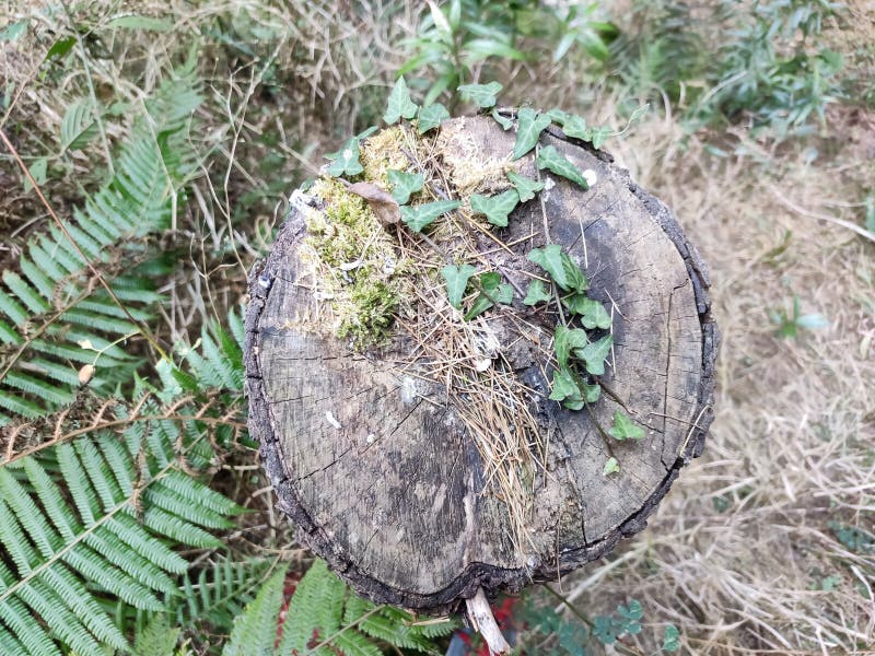 Top View of a Cut Tree Trunk Stock Photo - Image of wood, wooden: 208961126