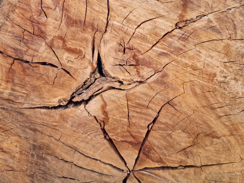 Top View of Cut Tree Trunks, Brown Stump Stock Photo - Image of ...