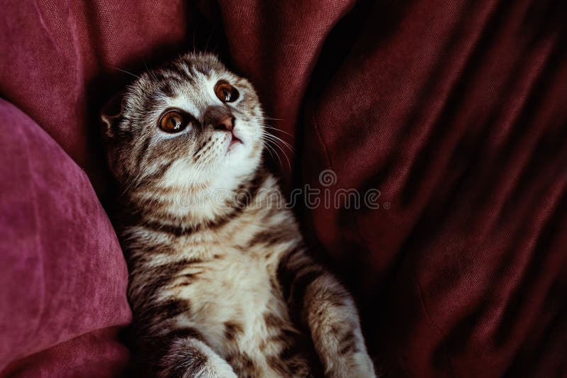 Top View of a Cute Cat Lying on His Back between the Red Sofa Stock ...
