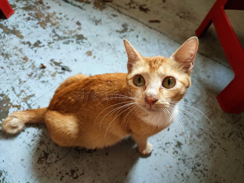 Top View of Red Cat on the Floor Stock Photo - Image of lying, kitty ...