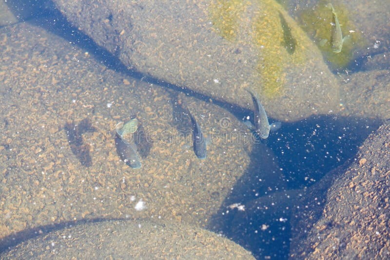 Top View of Cute Small Fishes in a Creek Stock Image - Image of fish ...