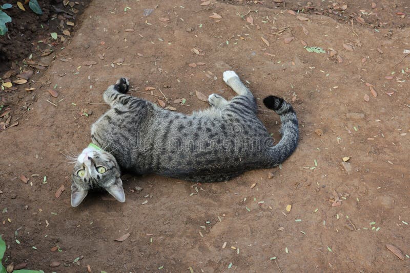 Top View of a Cute Tabby Cat Sleeping on the Ground Outdoors Stock ...