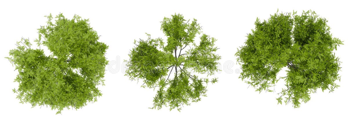 Maple Tree Top View Stock Illustrations – 3,650 Maple Tree Top View ...