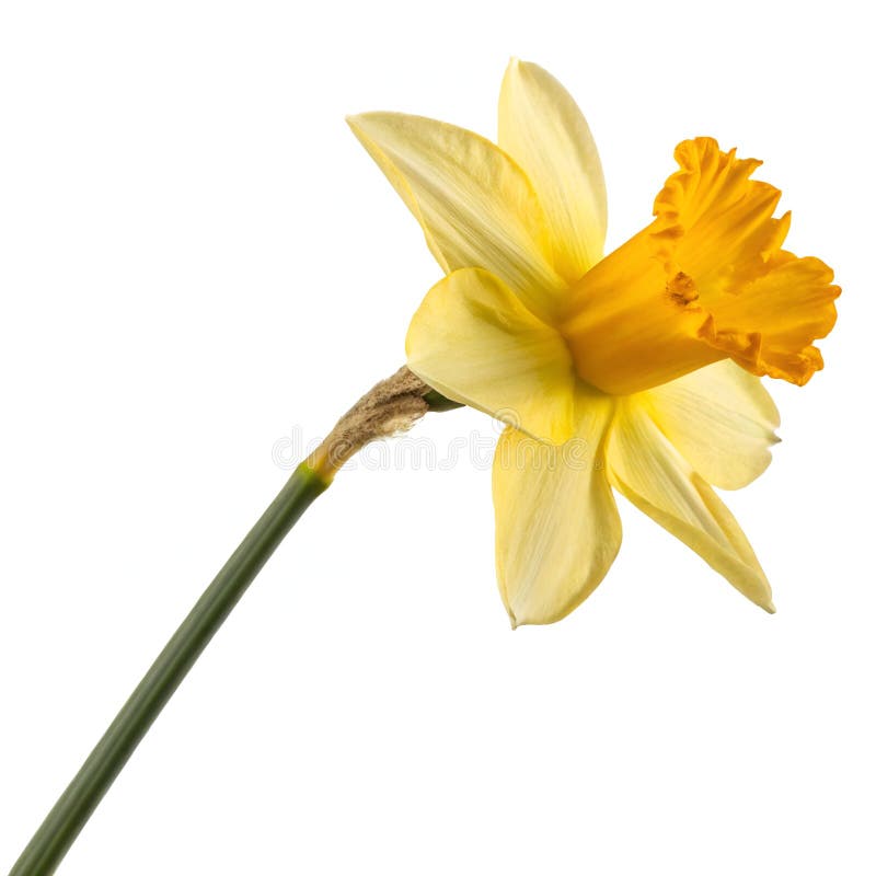 Top View of Daffodil Flower Isolated on White Background Stock ...