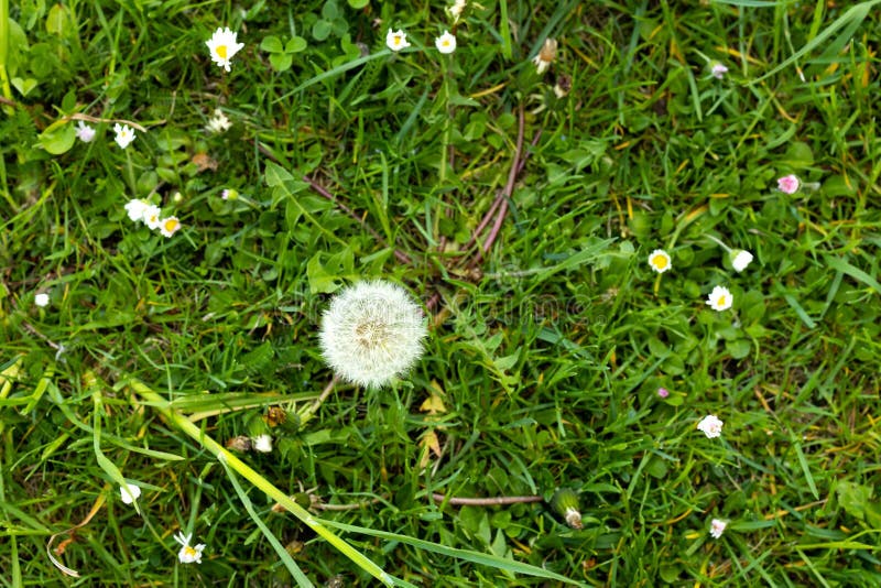 Top View of a Dandelion Puff in a Field Stock Photo - Image of light ...