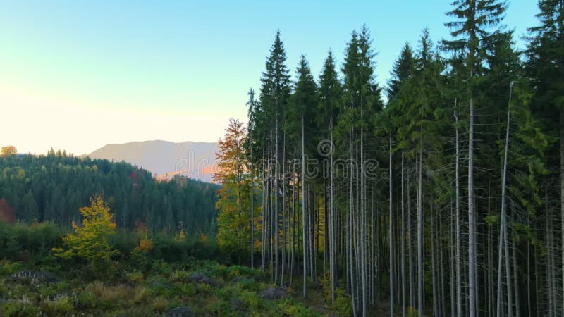 Top View of Dark Mountain Hills Covered with Bare Patches of Cut Down ...