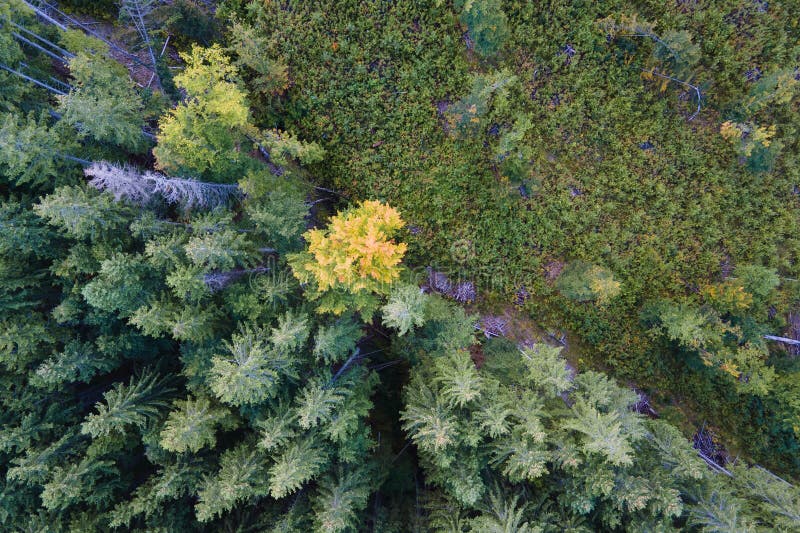 Top View of Dark Mountain Hills Covered with Bare Patches of Cut Down ...